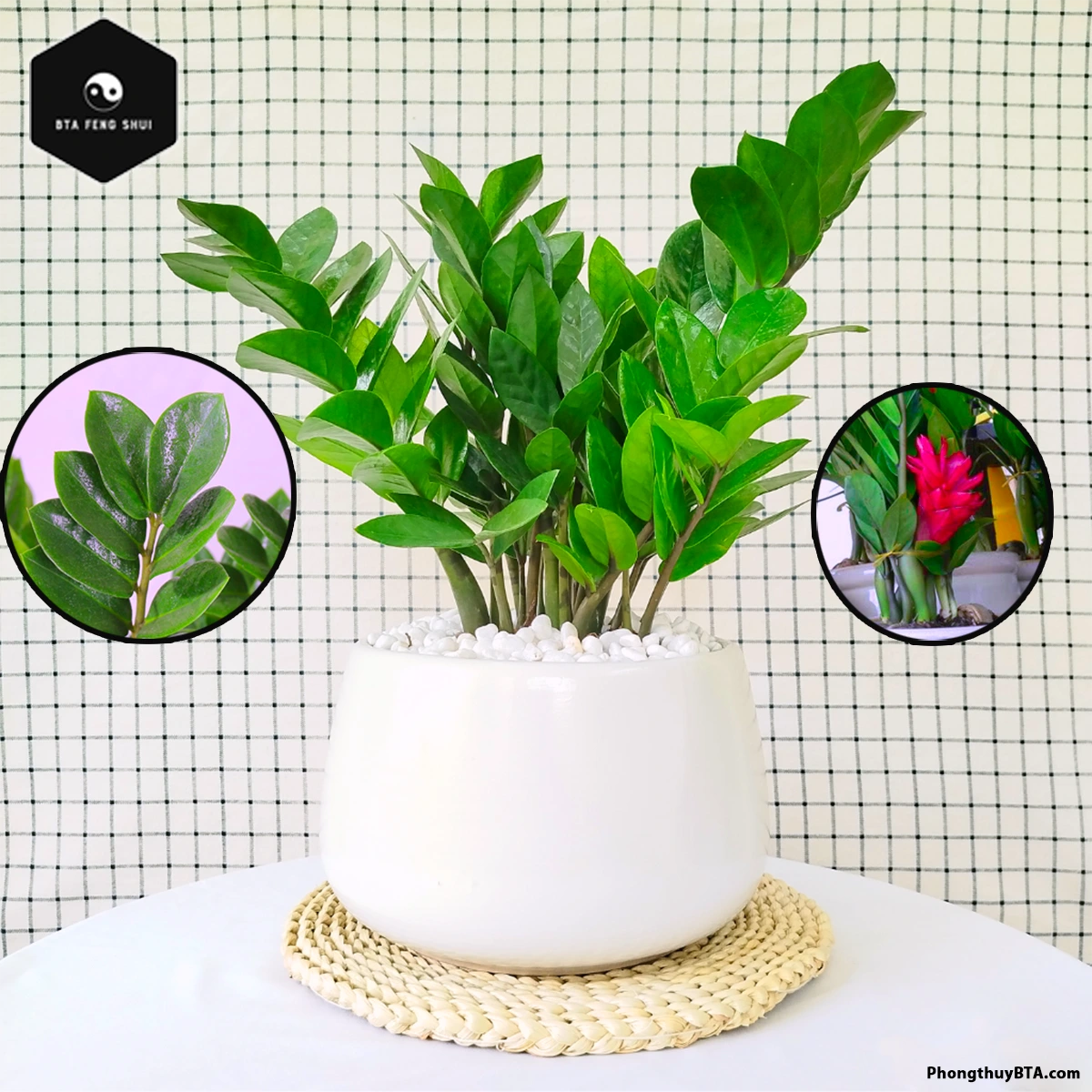 ZZ Plant Care: Your Guide to Growing a Feng Shui Powerhouse